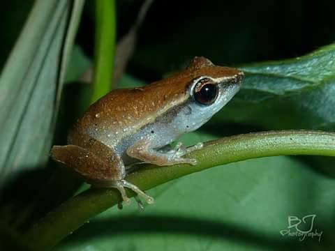 el coqui | teachthemspanish.com